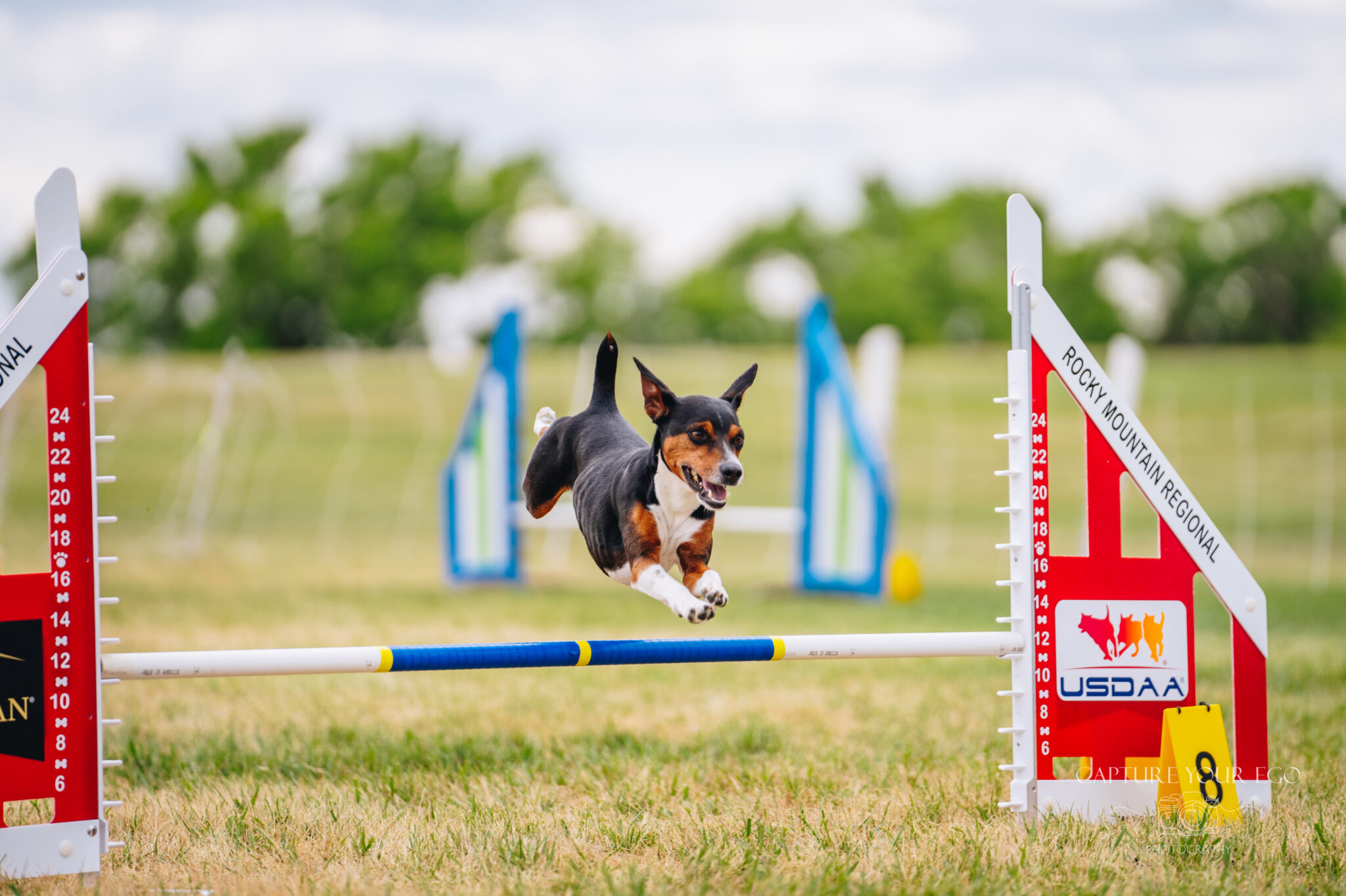 Trials & Events - Good Dog Agility Club