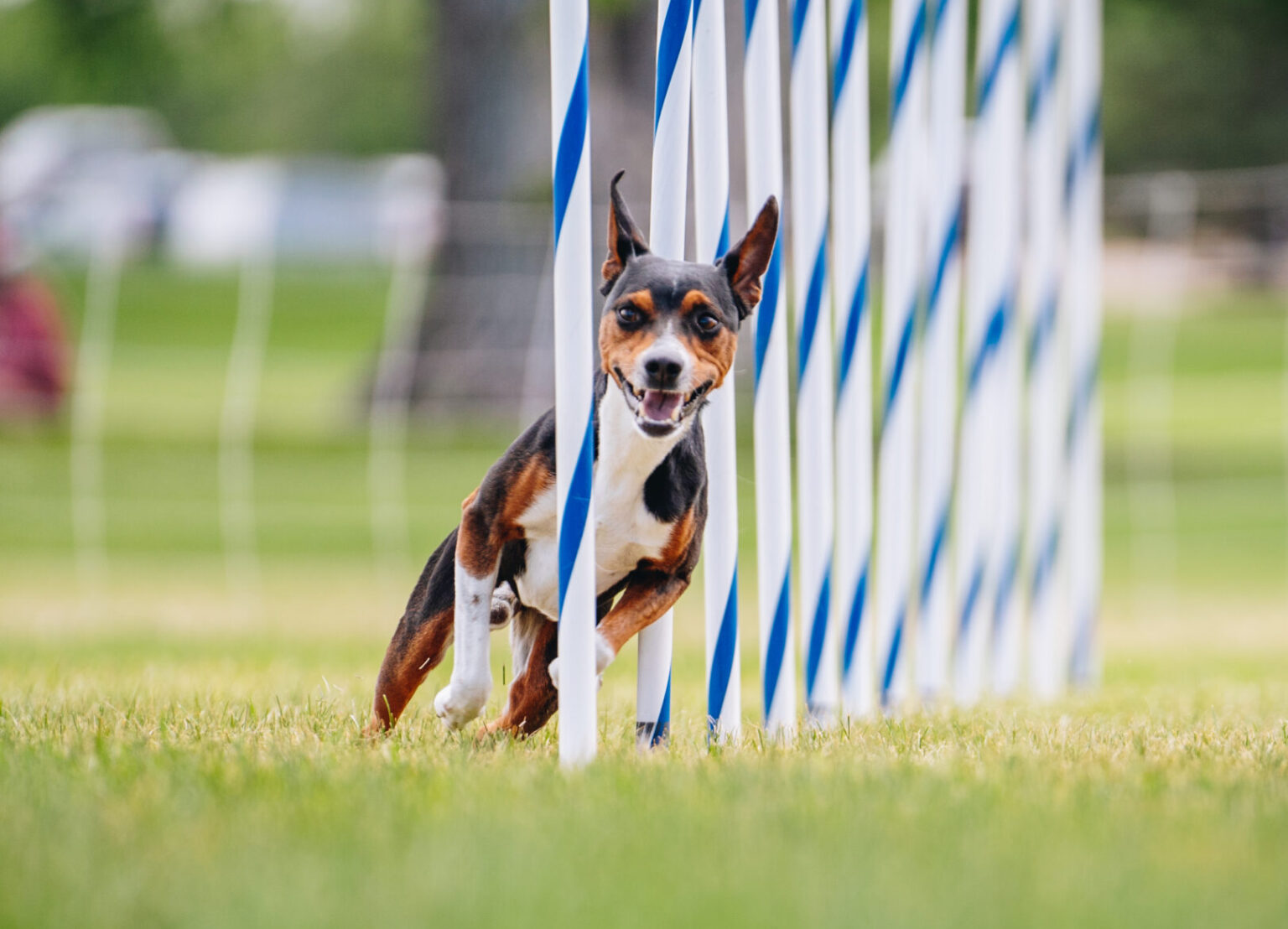 Trials & Events - Good Dog Agility Club