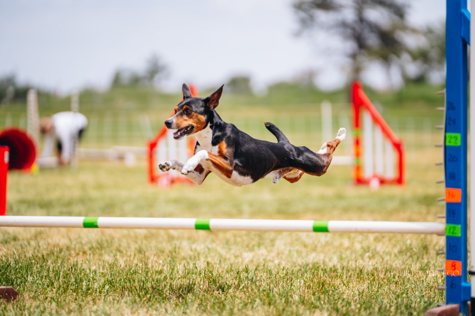 Trials & Events - Good Dog Agility Club